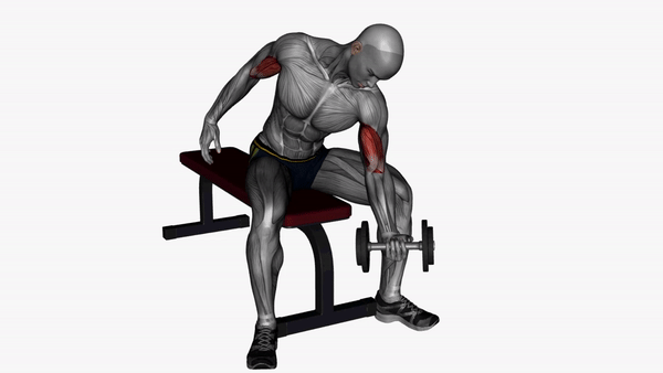 concentration curls dumbbell – GOGAIN.ME – FITNESS APP